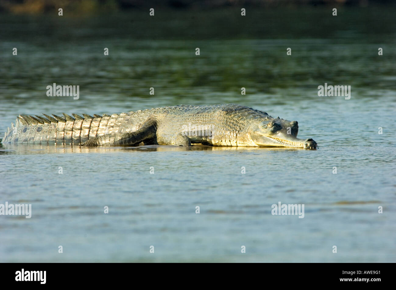 Indian gharial eating fish hi-res stock photography and images - Alamy