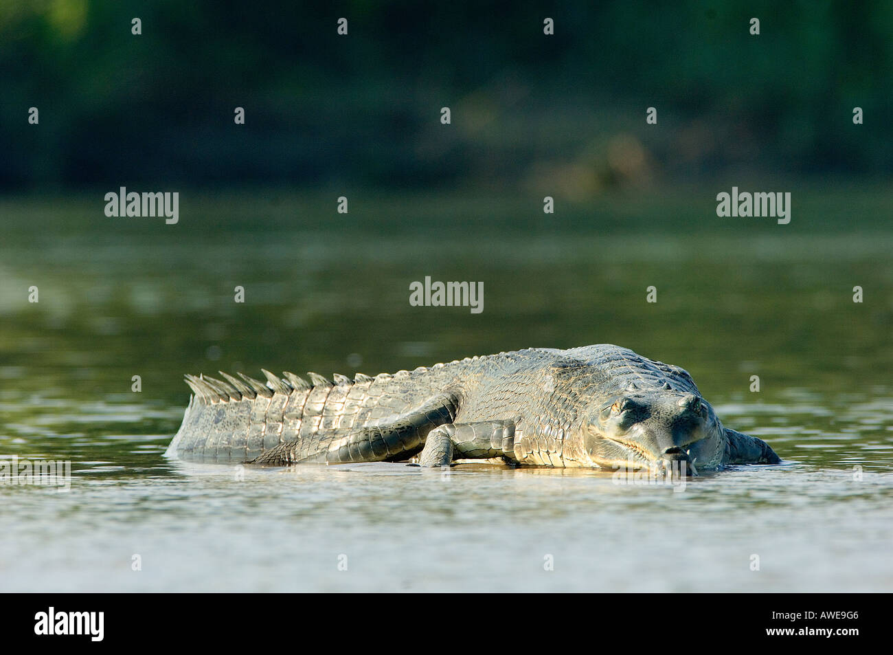 Indian gharial eating fish hi-res stock photography and images - Alamy