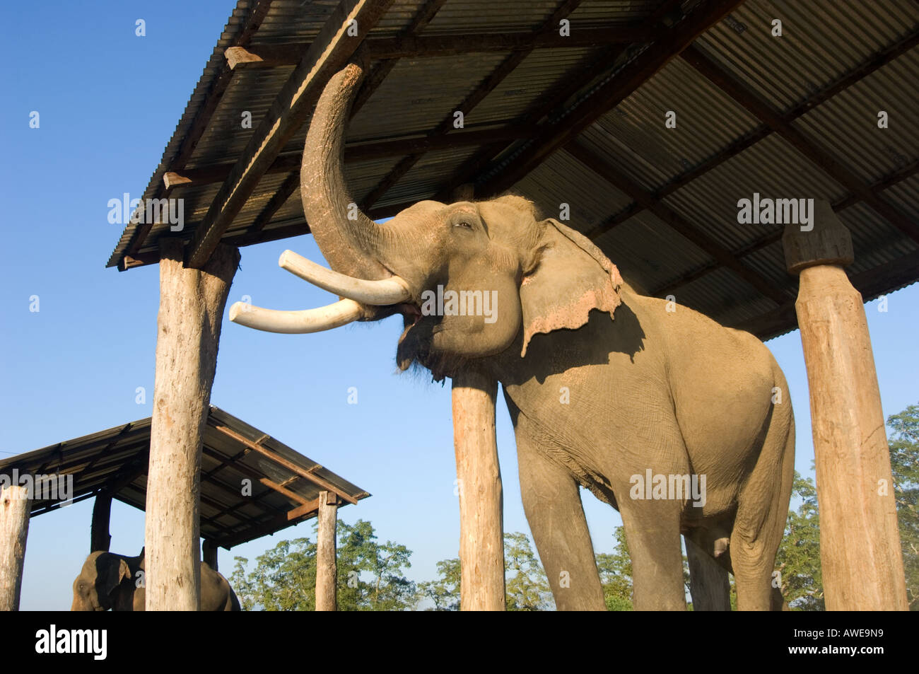 Elefant jungle hi-res stock photography and images - Alamy