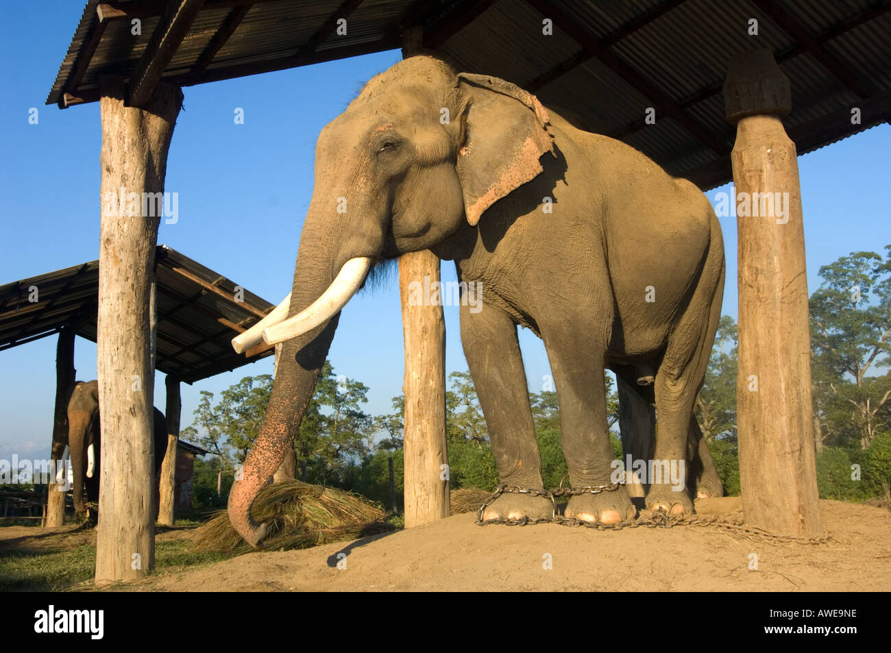elefant at the Elephant Breeding Center Royal Chitwan National Park ...