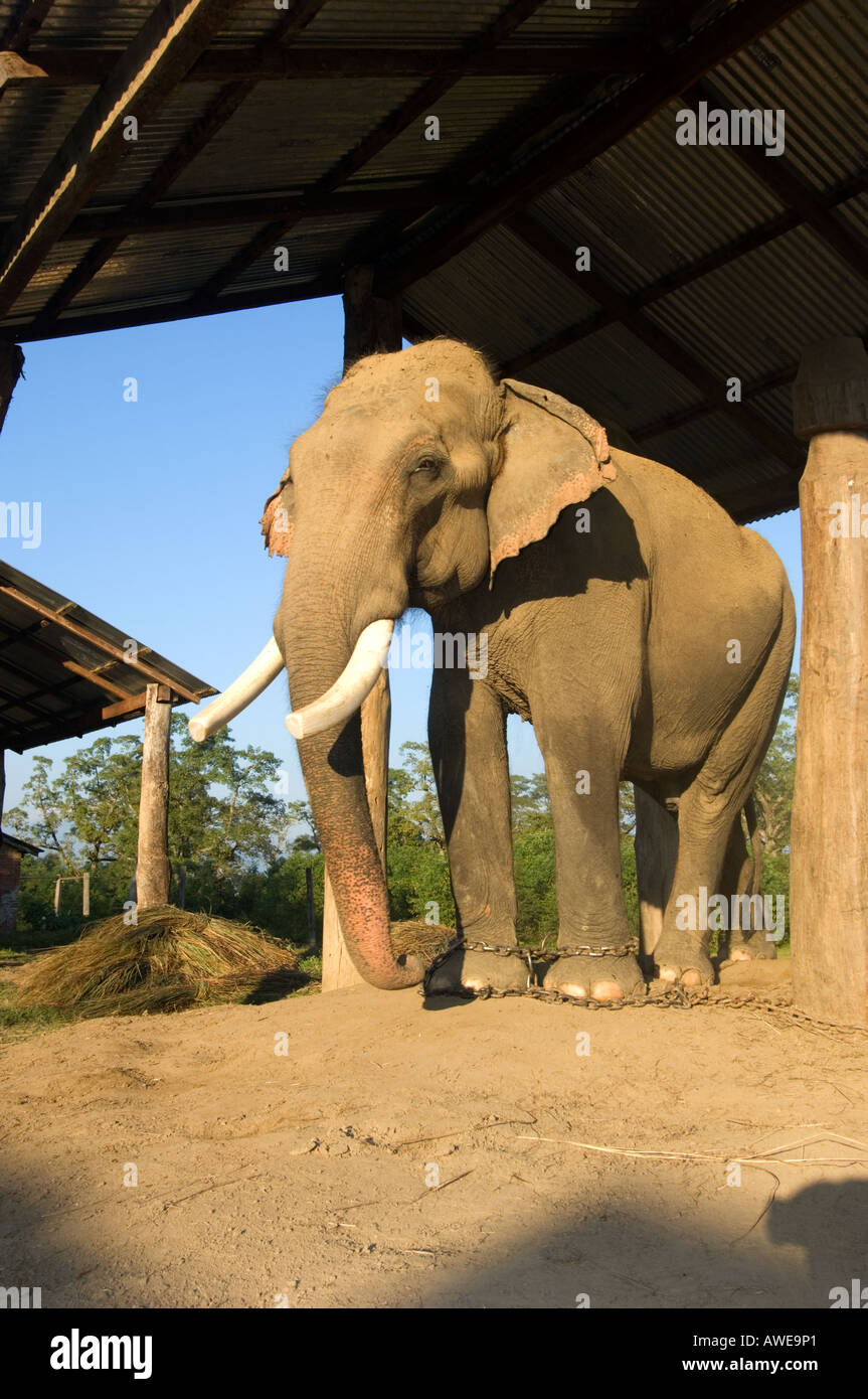 elefant at the Elephant Breeding Center Royal Chitwan National Park ...