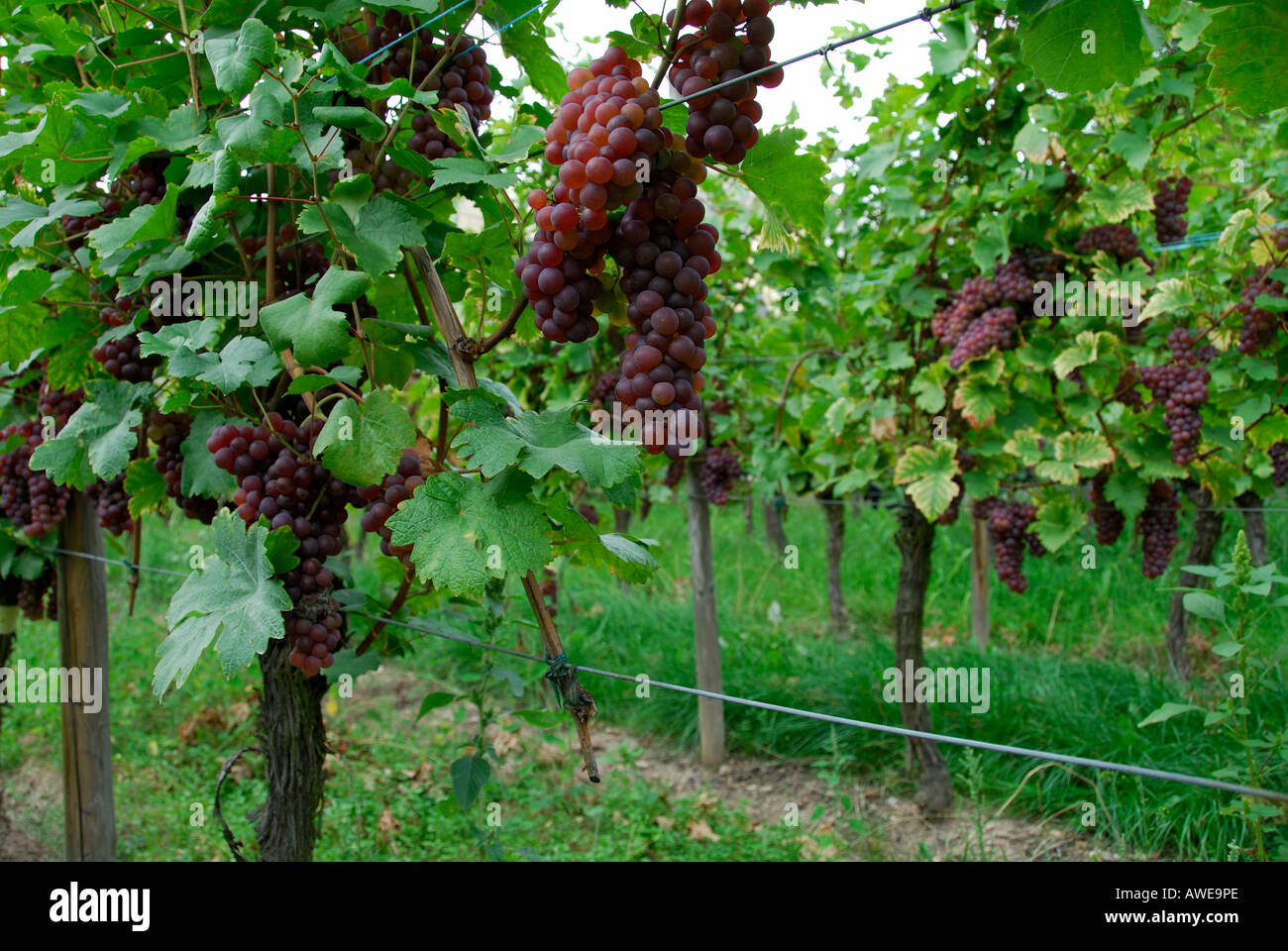 "Red grapes and grapevines Stock Photo - Alamy