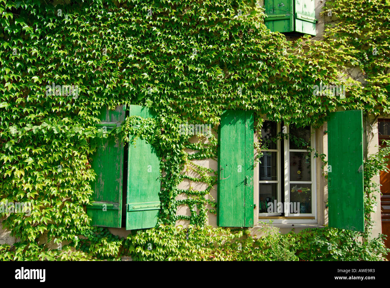 Green ivy on wall hi-res stock photography and images - Alamy