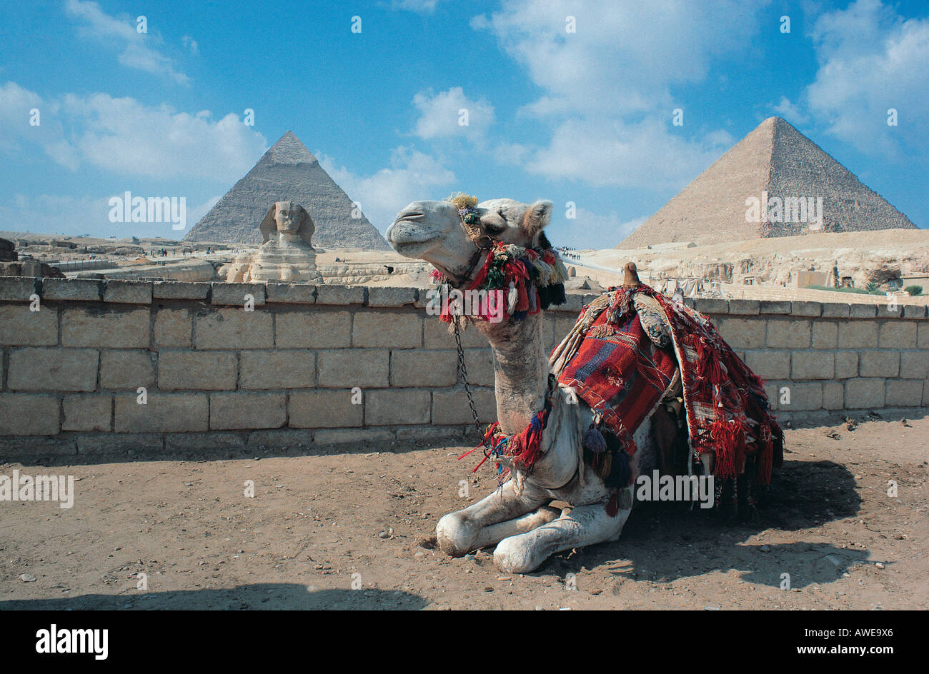 A camel in front of left the Chephren Pyramid and Sphinx Right the ...