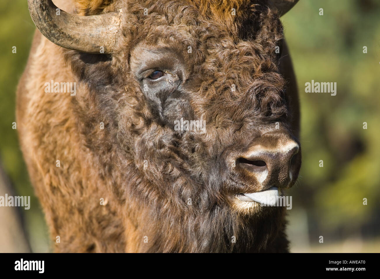 Uk wild bison hi-res stock photography and images - Alamy