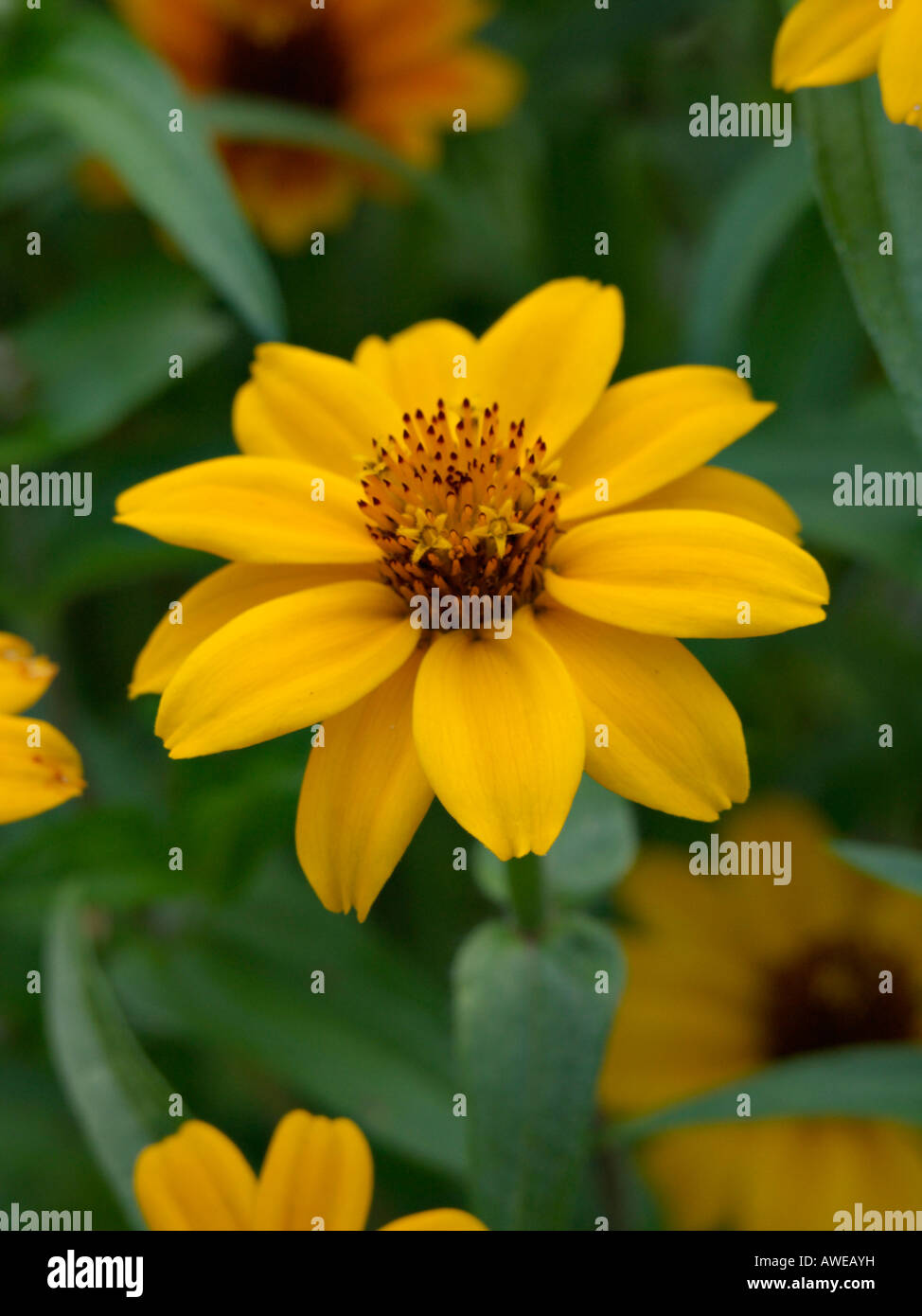 Narrowleaf zinnia (Zinnia angustifolia Stock Photo - Alamy