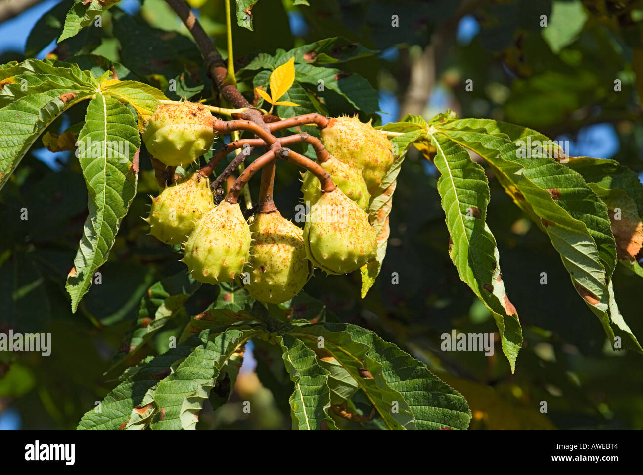 Fruit seed nut horse chestnut horsechestnut tree aesculus hippocastanum ...