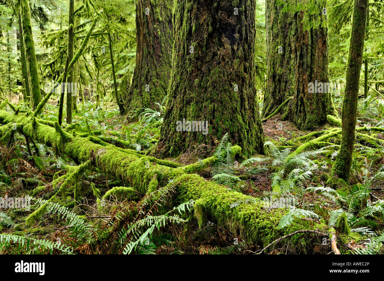 Old Growth Forest Cathedral Grove MacMillan Provincial Park Vancouver ...