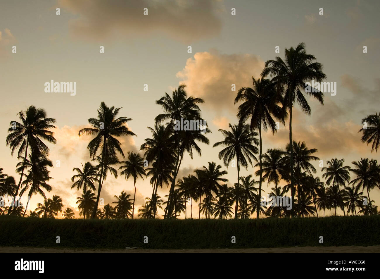 Palm tree sunset Porto de Galinhas beach Pernambuco Brazil South ...