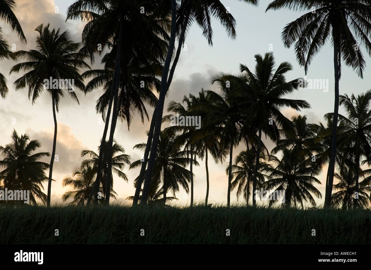 Palm tree sunset Porto de Galinhas beach Pernambuco Brazil South ...