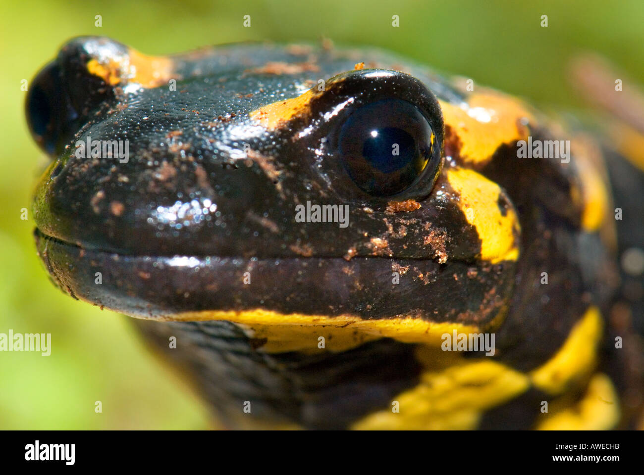 Salamander Eyes