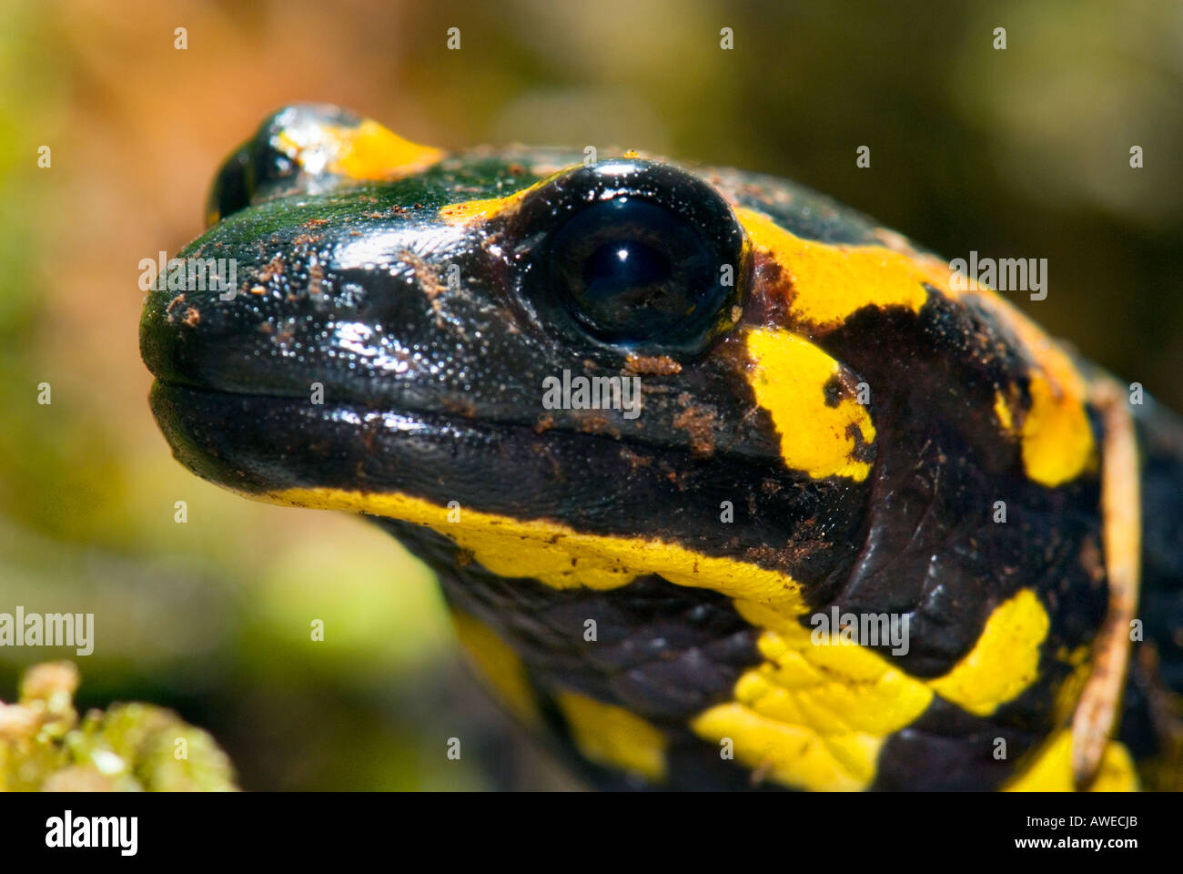 firesalamander fire salamander HEAD portrait eye mouth looks looking ...