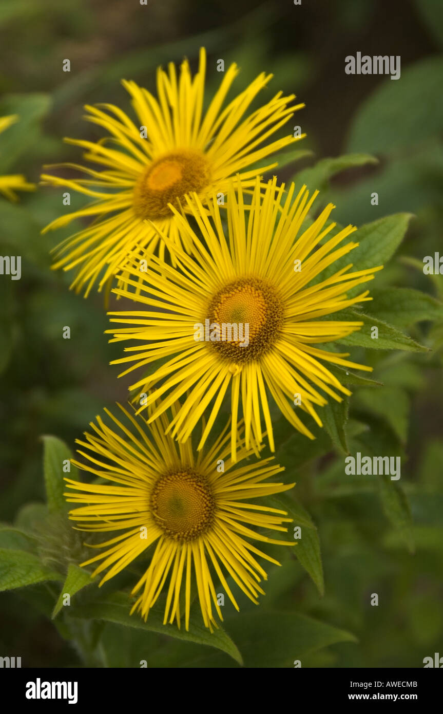 Three yellow Doronicum Stock Photo - Alamy