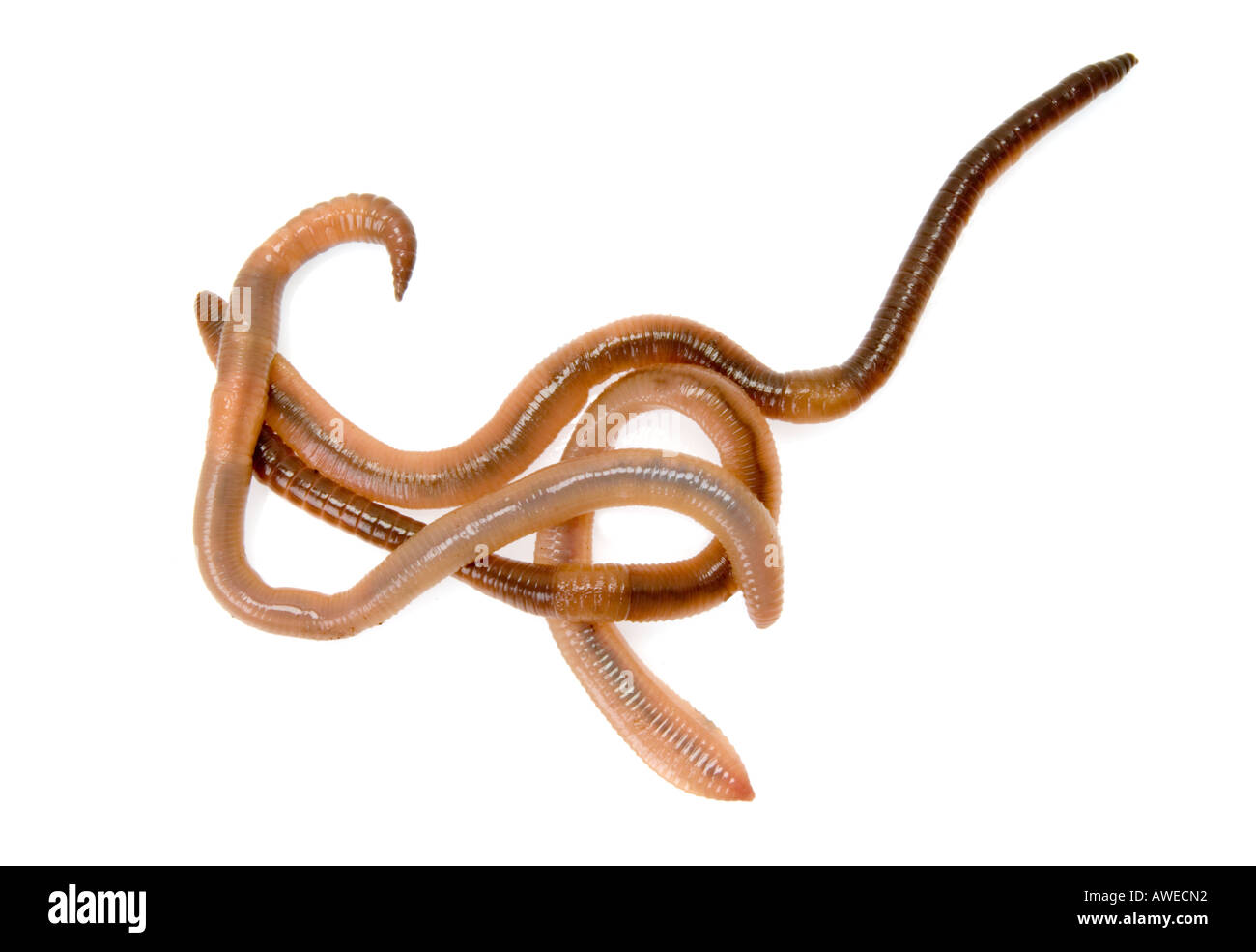 3 three big earthworm WORM wurm regenwurm on white background cutout ...