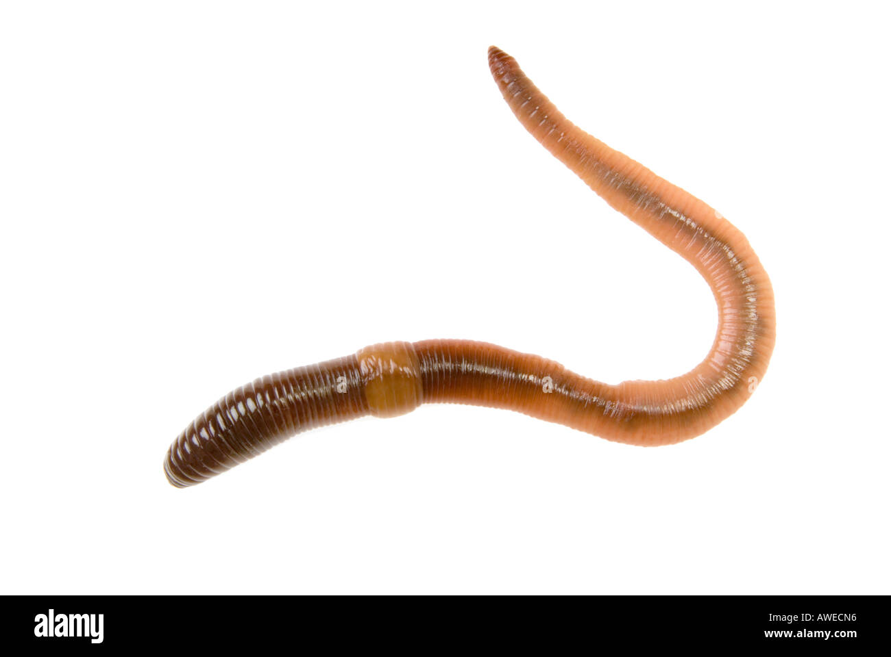 1 one big earthworm WORM wurm regenwurm on white background cutout cut ...