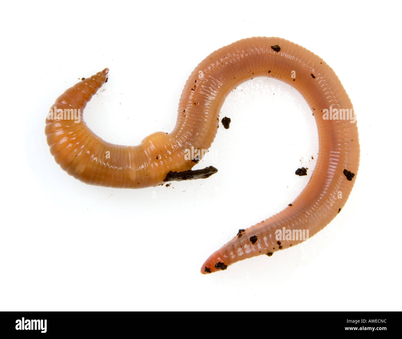 1 one big earthworm WORM wurm regenwurm on white background cutout cut ...