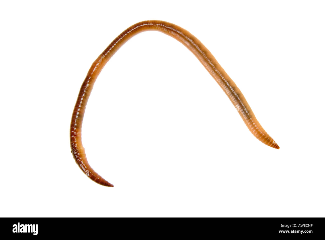 Regenwurm hi-res stock photography and images - Alamy