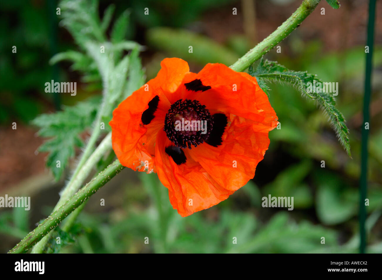 Poppy husk hi-res stock photography and images - Alamy
