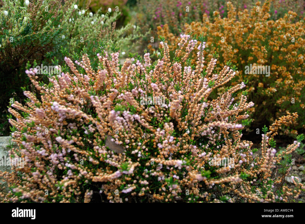 Heath shrub hi-res stock photography and images - Alamy