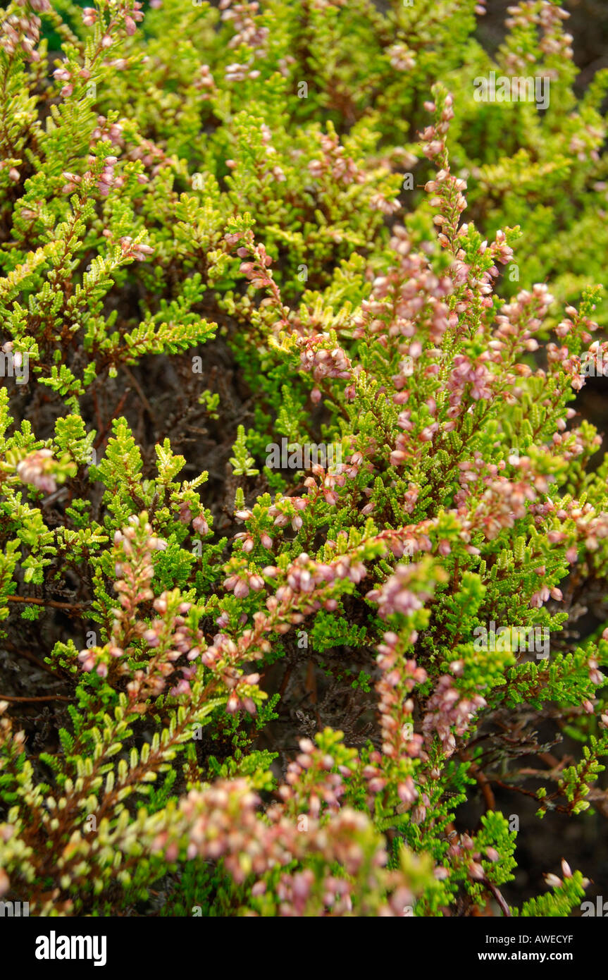 Heather border edge hi-res stock photography and images - Alamy