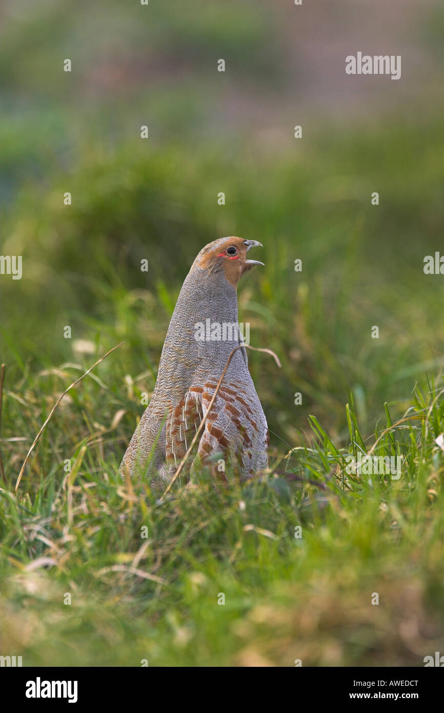 Grey Partridge Perdix perdix calling amongst grassland in Norfolk, UK ...