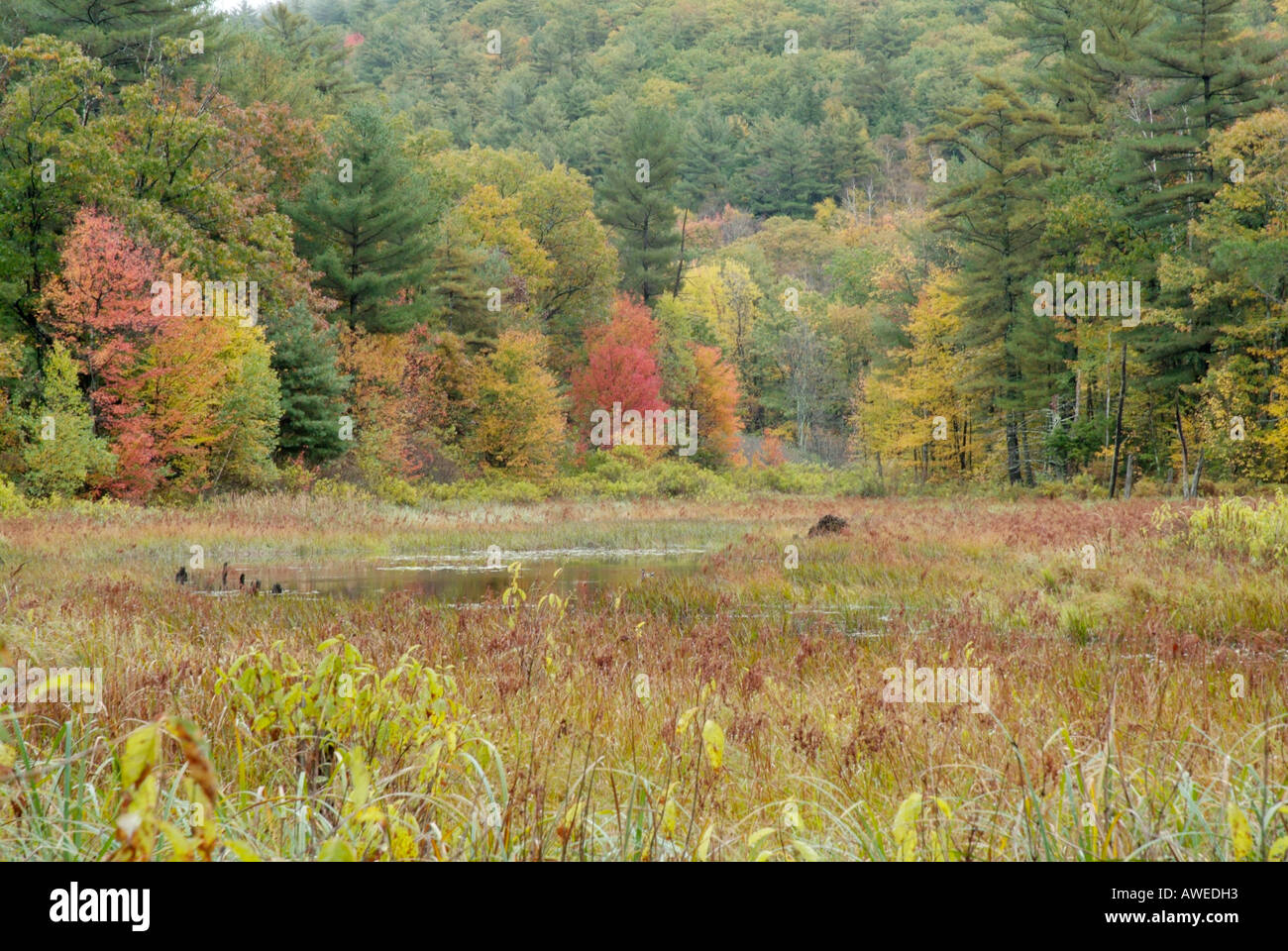 The beautiful Autumn Fall Colors around wetlands from the state of New ...