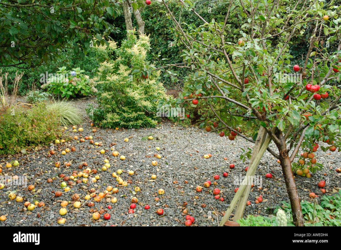 Small apple tree falling hi-res stock photography and images - Alamy