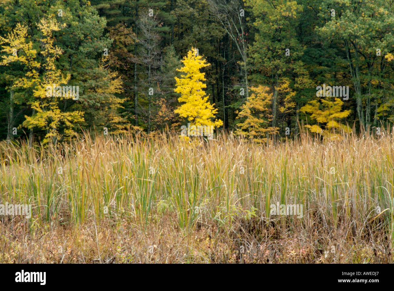 The beautiful Autumn Fall Colors around wetlands from the state of New ...