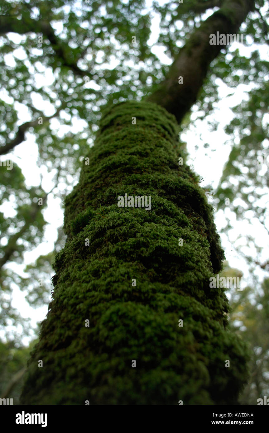Moss of cree hi-res stock photography and images - Alamy