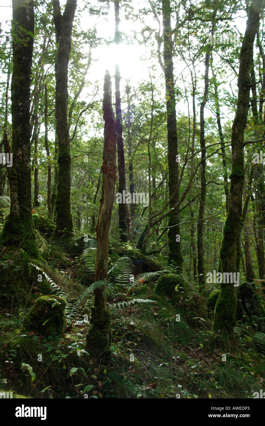 Cree woodland green forest scotland hi-res stock photography and images ...