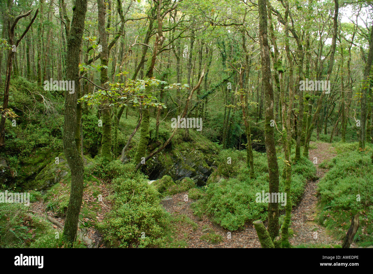 Cree woodland hi-res stock photography and images - Alamy
