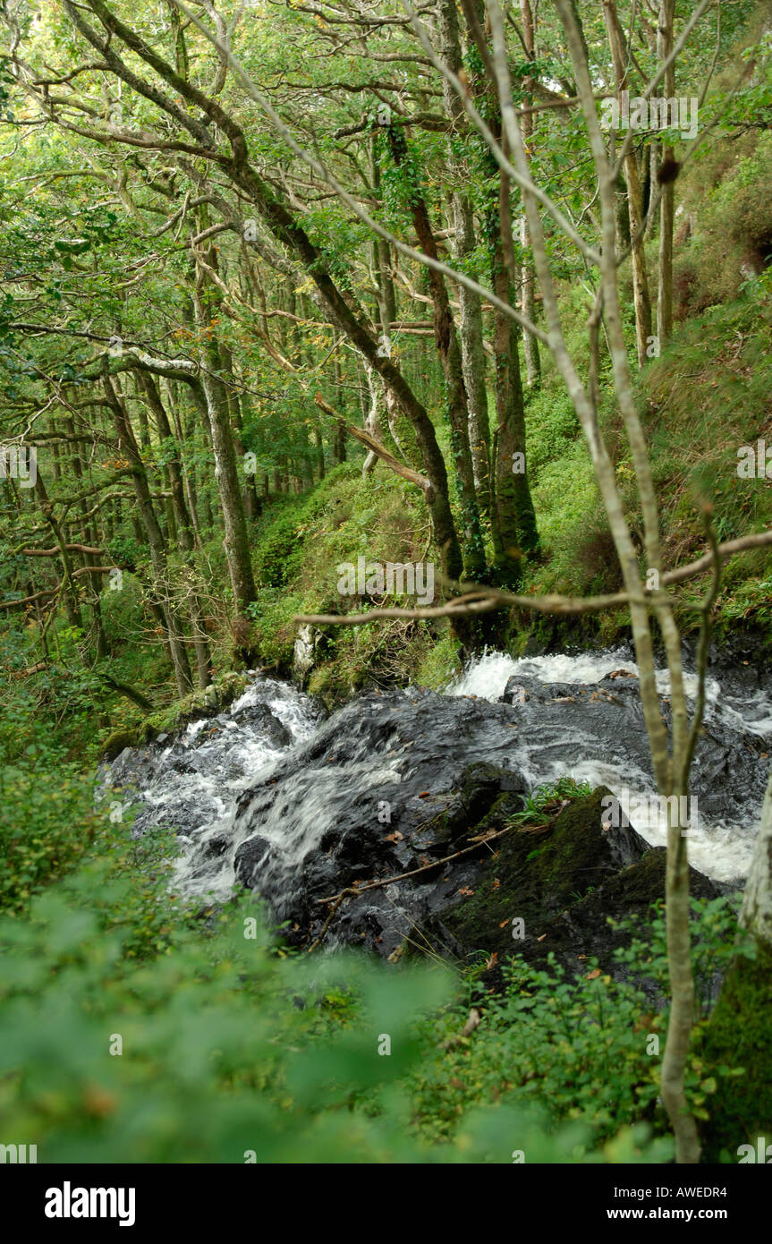 River cree scotland hi-res stock photography and images - Alamy