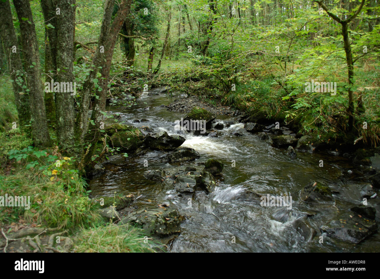 Woods cree hi-res stock photography and images - Alamy
