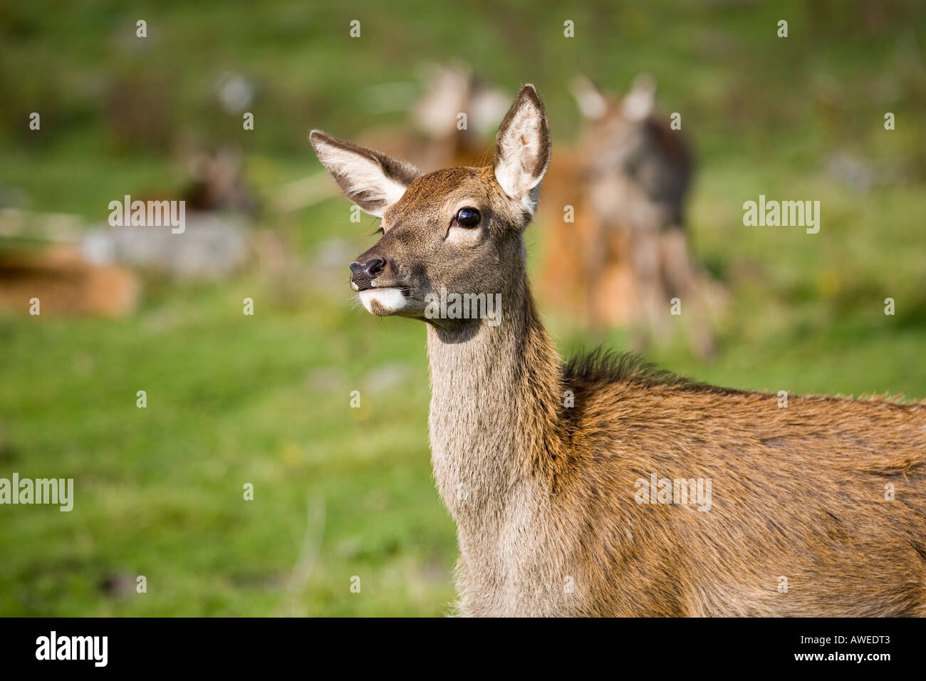 Close-up of female red deer hind, showing head detail nose, eyes, and ...