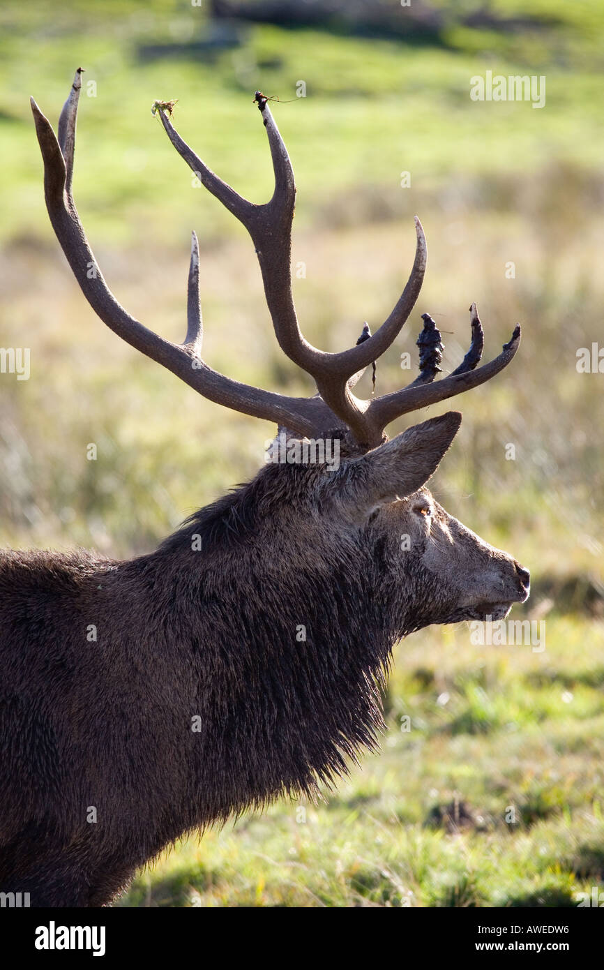 Caledonian forest scotland stag hi-res stock photography and images - Alamy
