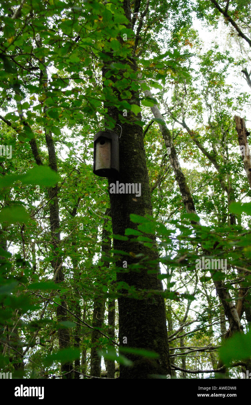 Cree woodland green forest scotland hi-res stock photography and images ...