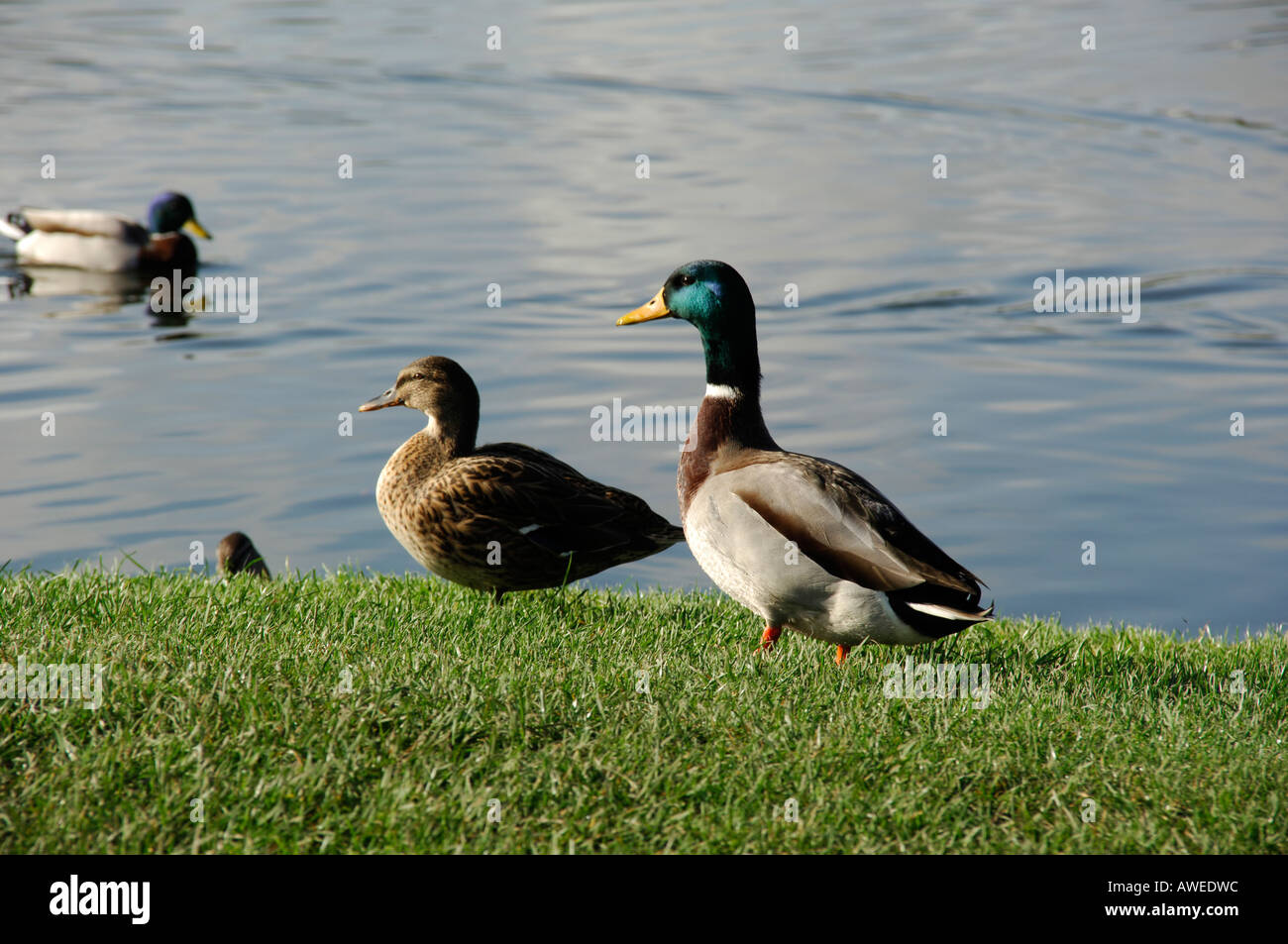 Mallards in water hi-res stock photography and images - Alamy