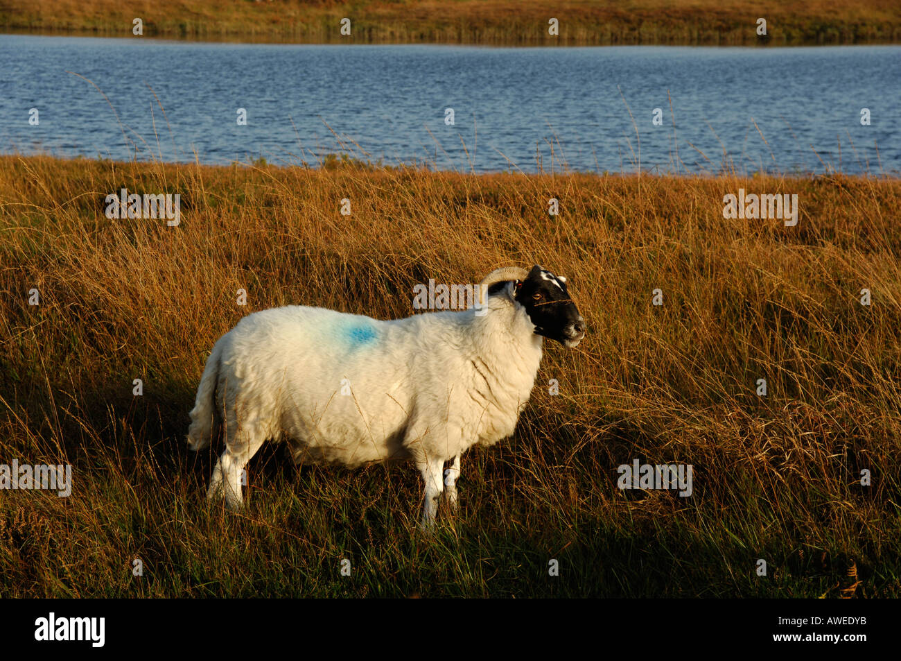Black Faced Sheep Stock Photo - Alamy