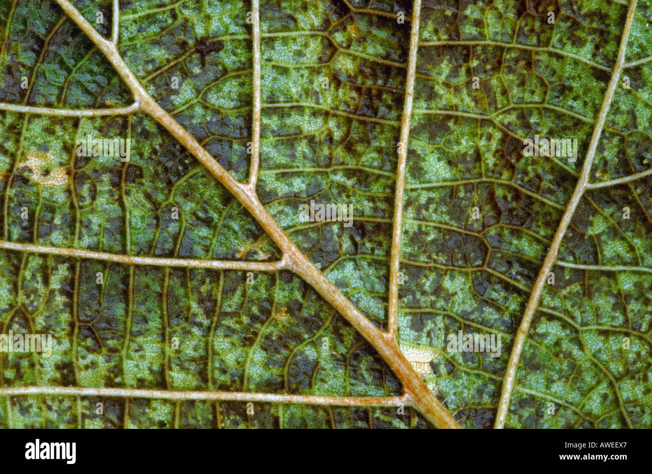 Gradual decay hi-res stock photography and images - Alamy