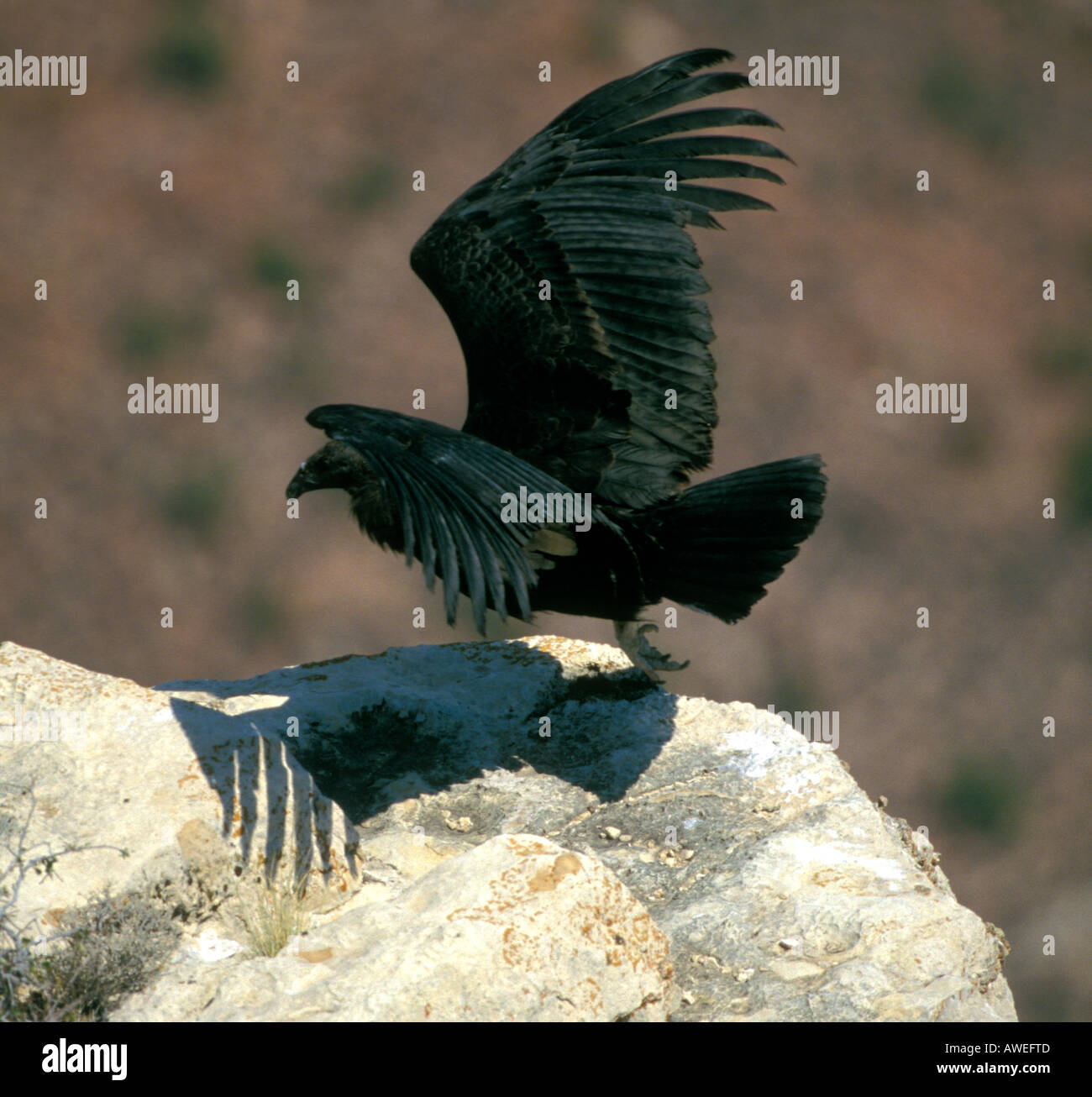 Condor grand canyon arizona hi-res stock photography and images - Alamy