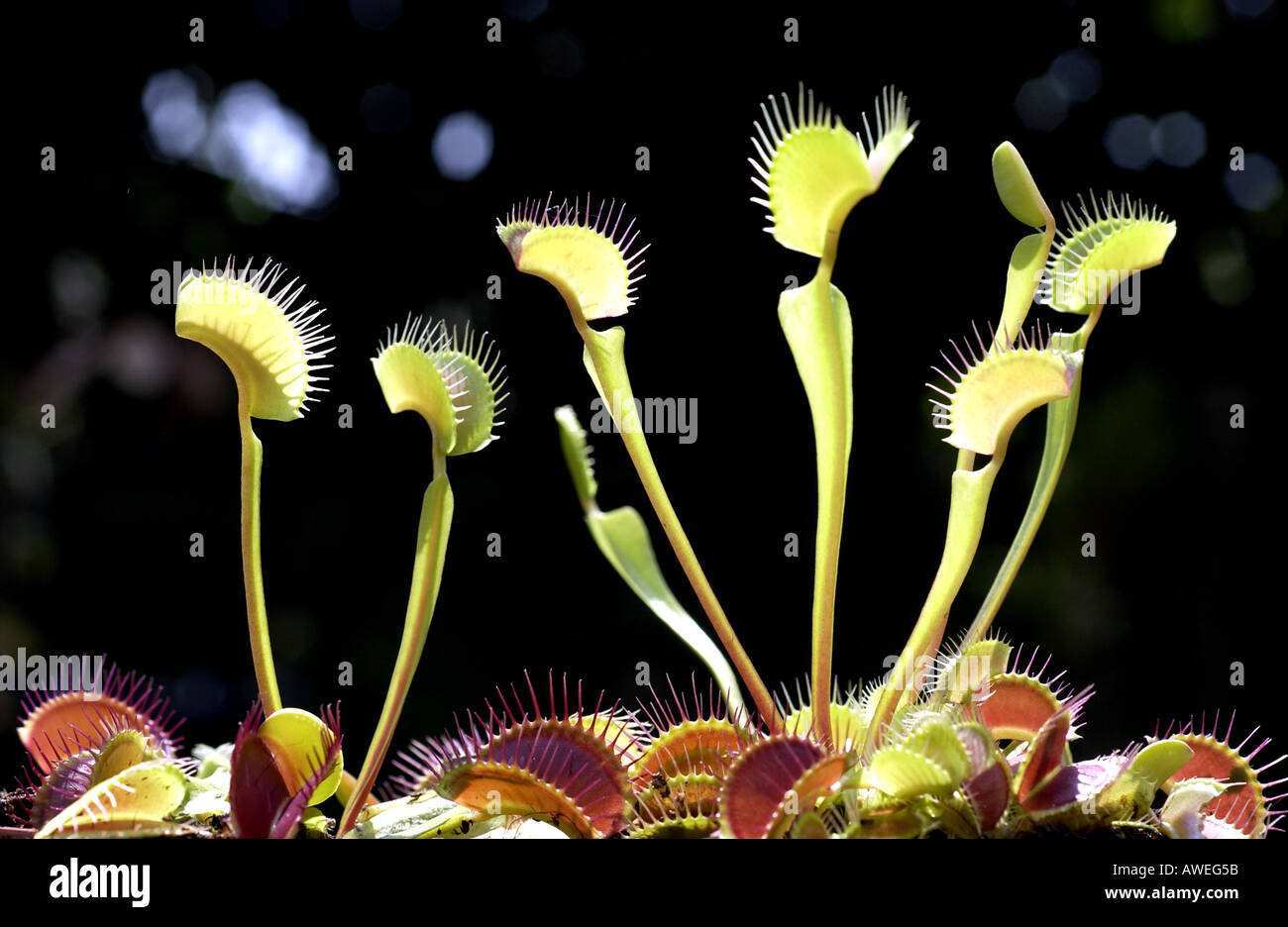 Venus Flytrap "Dionaea muscipula Stock Photo - Alamy