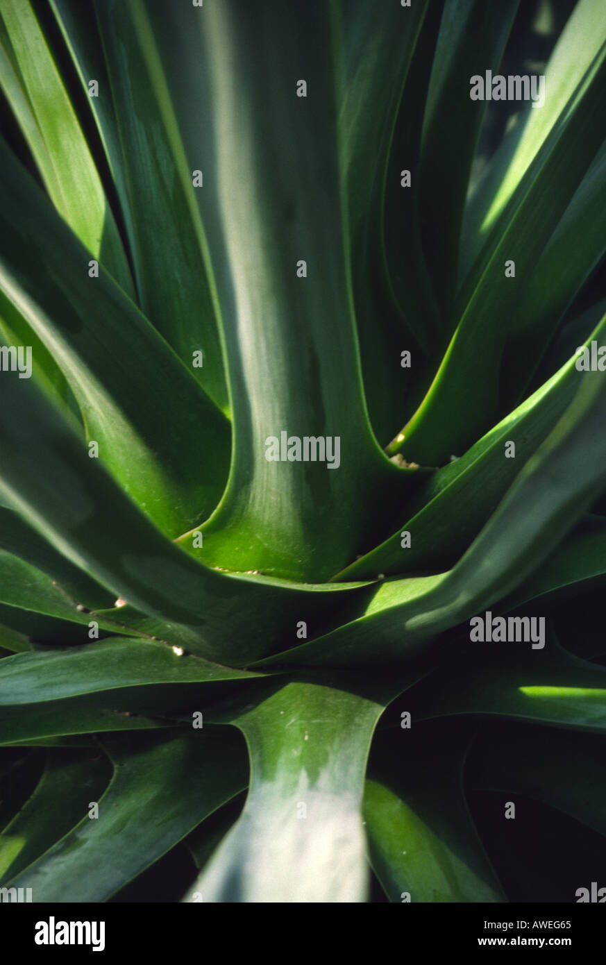 Xerophyt hi-res stock photography and images - Alamy