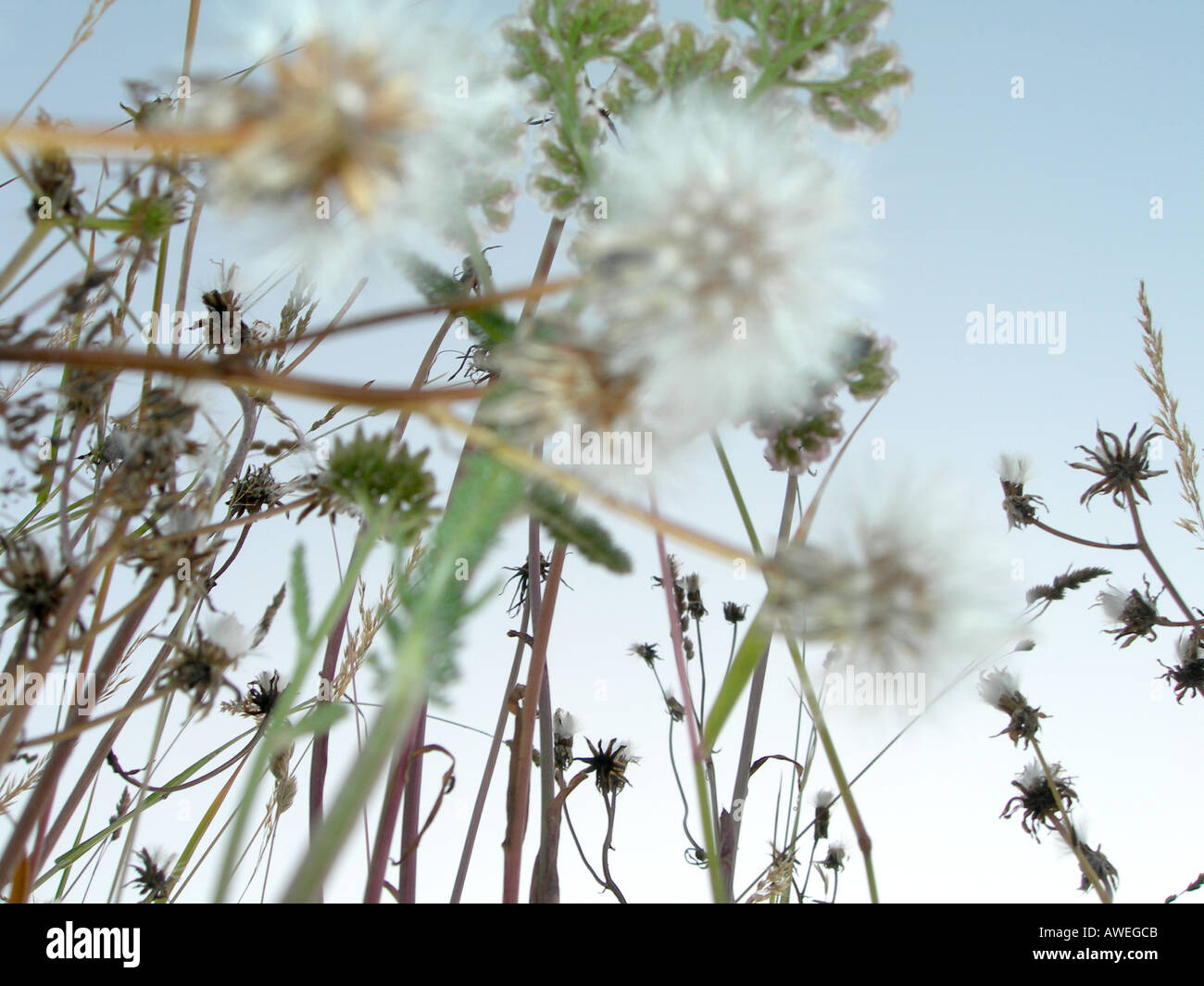 Wildflowers in meadow below hi-res stock photography and images - Alamy