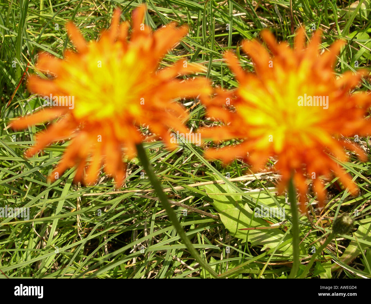 two flowers grow Stock Photo - Alamy