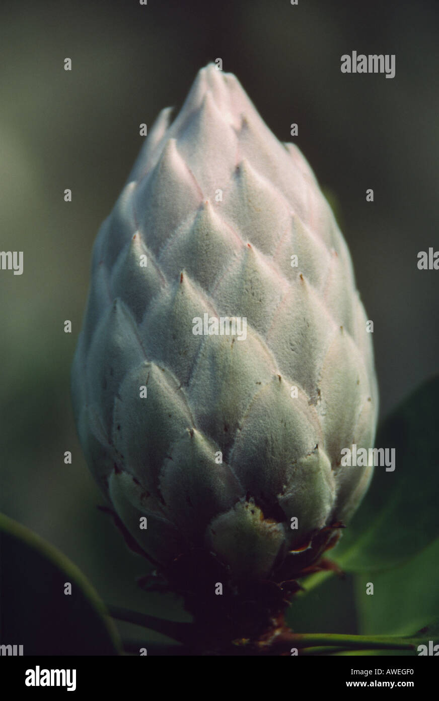 Silver bud hi-res stock photography and images - Alamy
