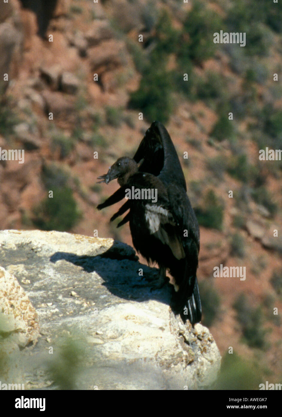 Condor grand canyon arizona hi-res stock photography and images - Alamy