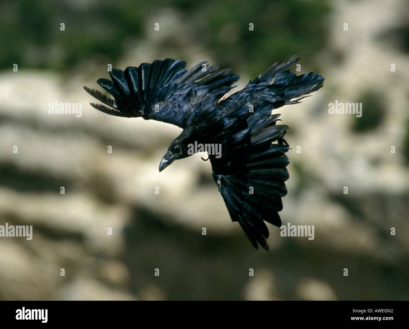 Raven flying arizona hi-res stock photography and images - Alamy