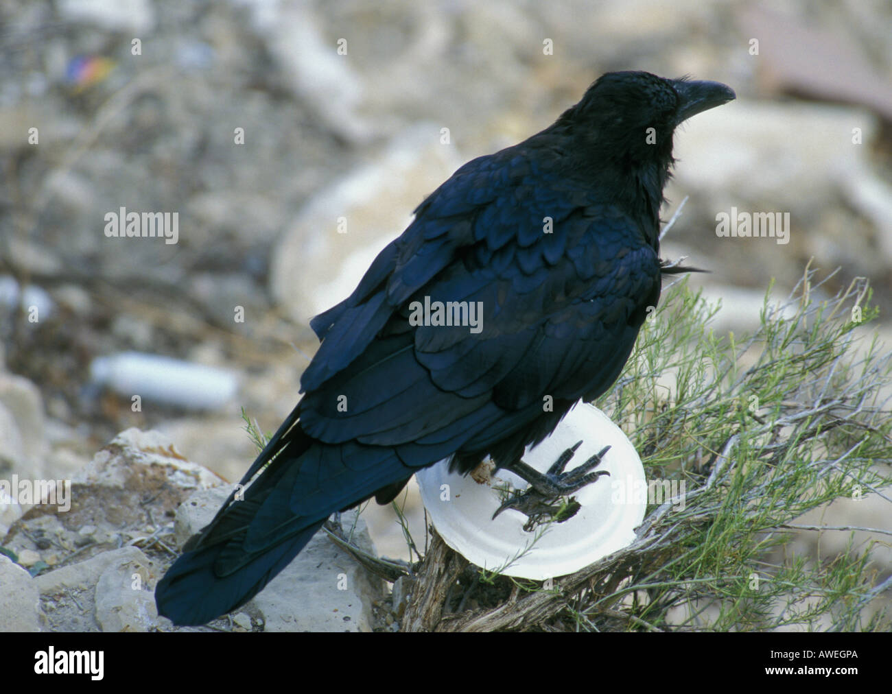 Grand Canyon - Arizona - USA Raven standing on rubbish Stock Photo - Alamy