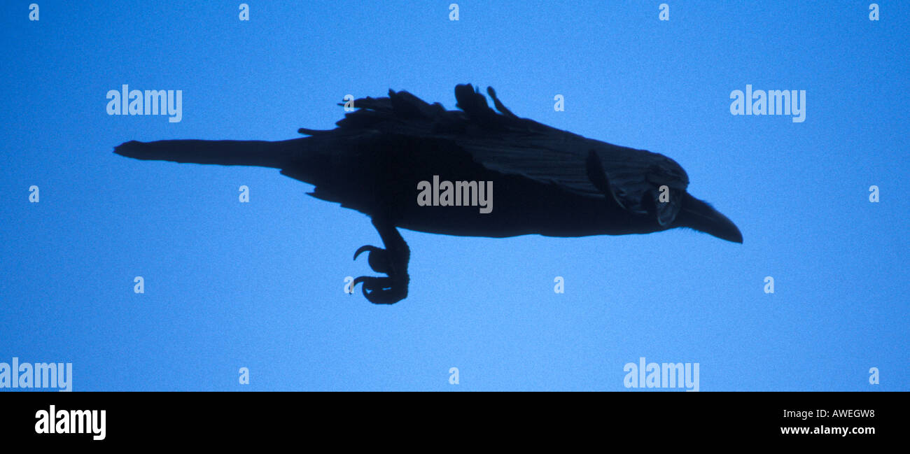 Raven claw hi-res stock photography and images - Alamy
