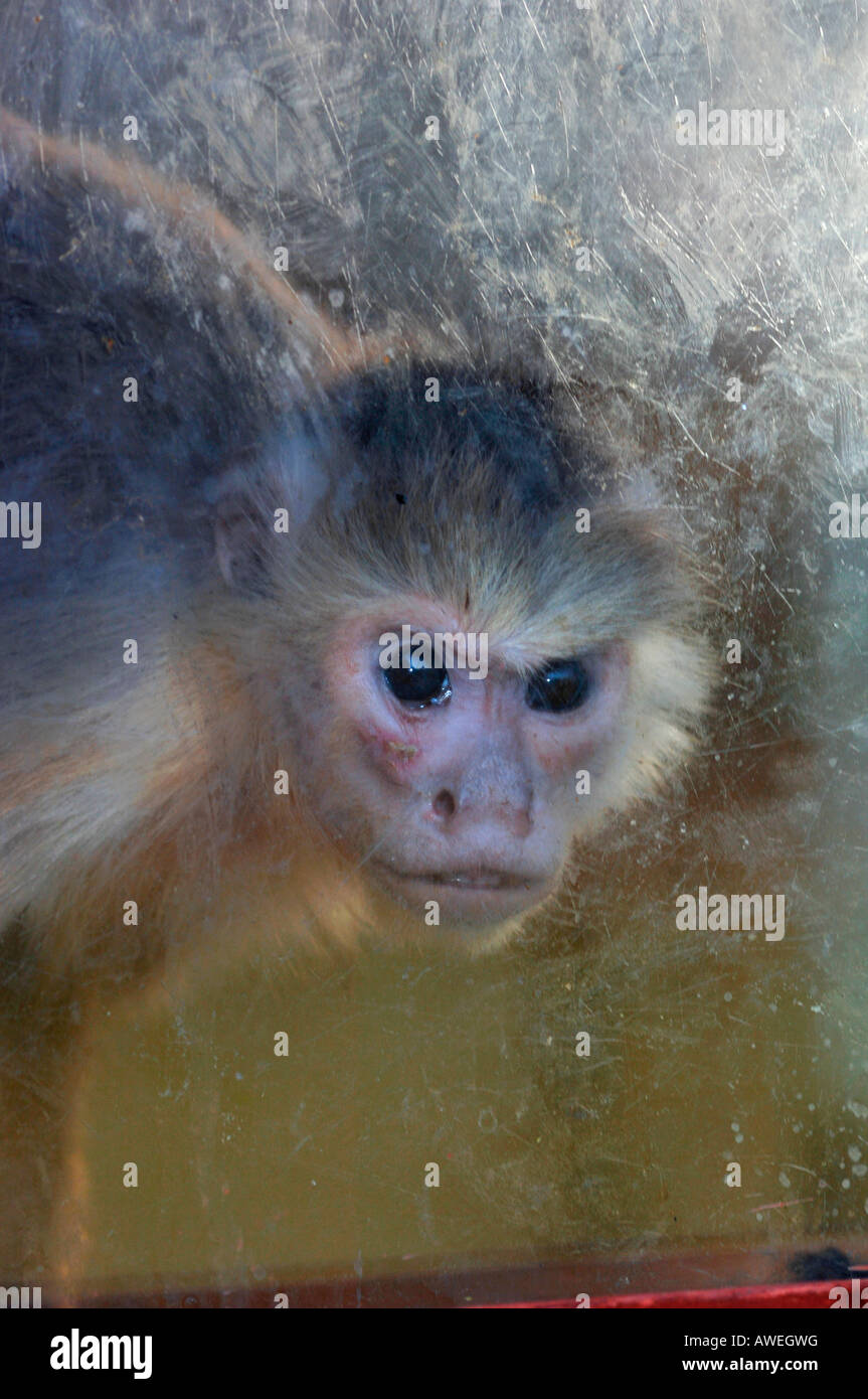 A Captive Capuchin Monkey,Looking Thru A Perspex Window Stock Photo - Alamy